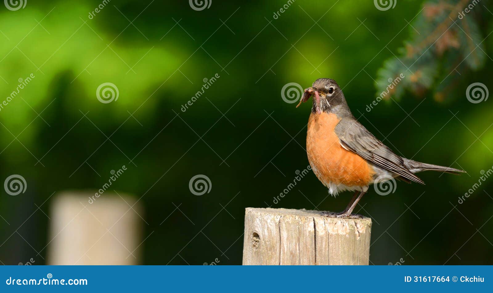American robin stock photo. Image of north, black, wild - 31617664