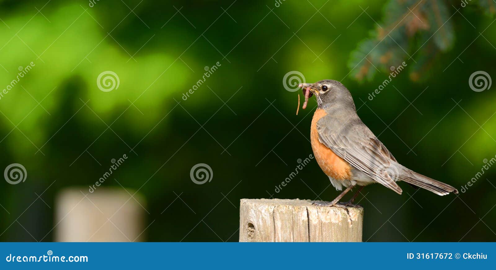 American robin stock photo. Image of feather, migration - 31617672