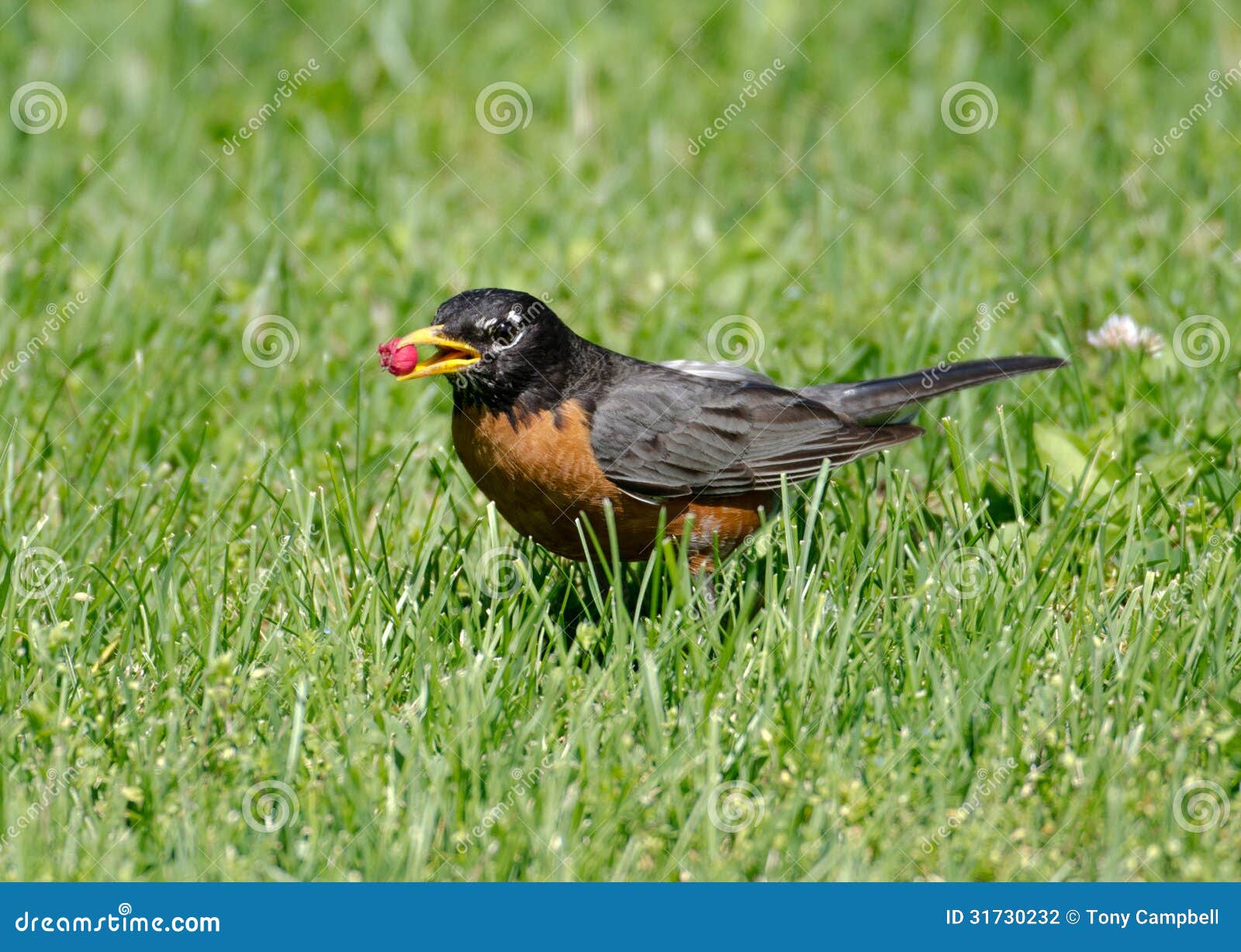 American Robin Eating Berry Stock Photo - Image of bird, robin: 31730232 American Robin Eating Berry Stock Photo - Image of bird, robin: 31730232