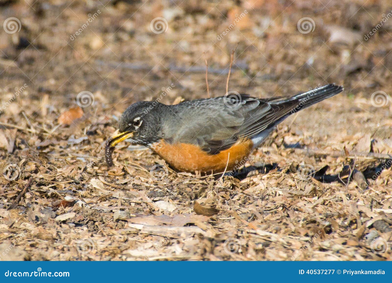 American Robin Eating a Worm Stock Image - Image of earthworm, feathers ...