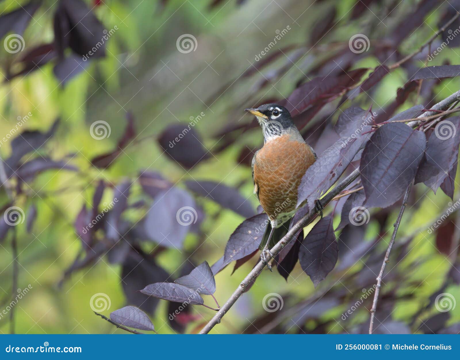 American robin in fall stock image. Image of outdoors - 256000081