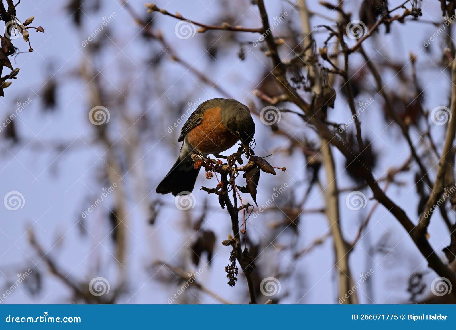 American Robin Picking Berries Stock Image - Image of nature, tree ...