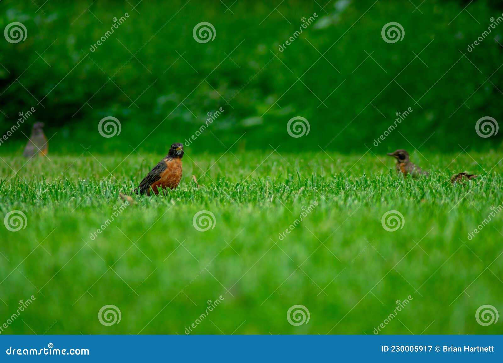 An American Robin in a Field of Grass Stock Image - Image of animal ...