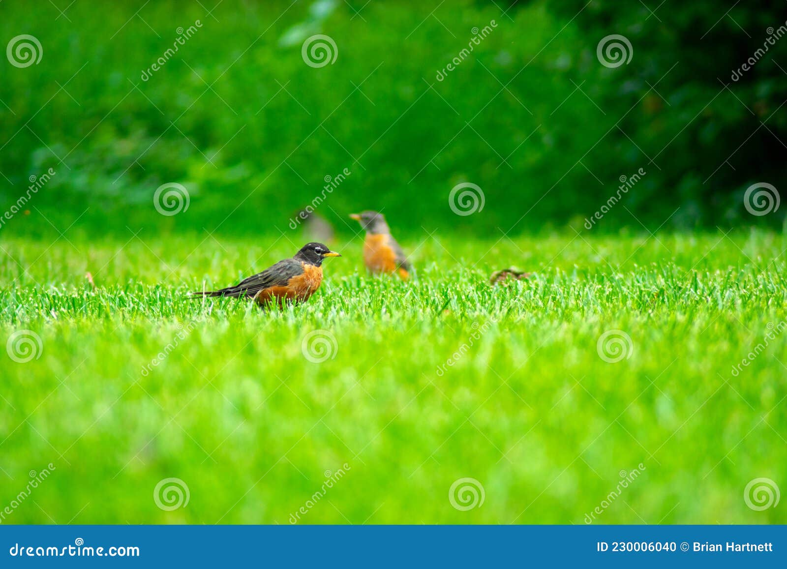 An American Robin in a Field of Grass Stock Photo - Image of outdoors ...