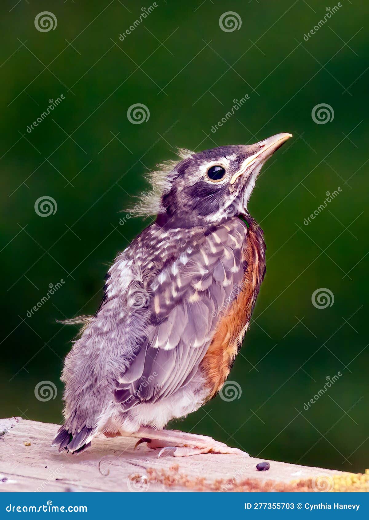 American robin fledgling stock image. Image of rest - 277355703