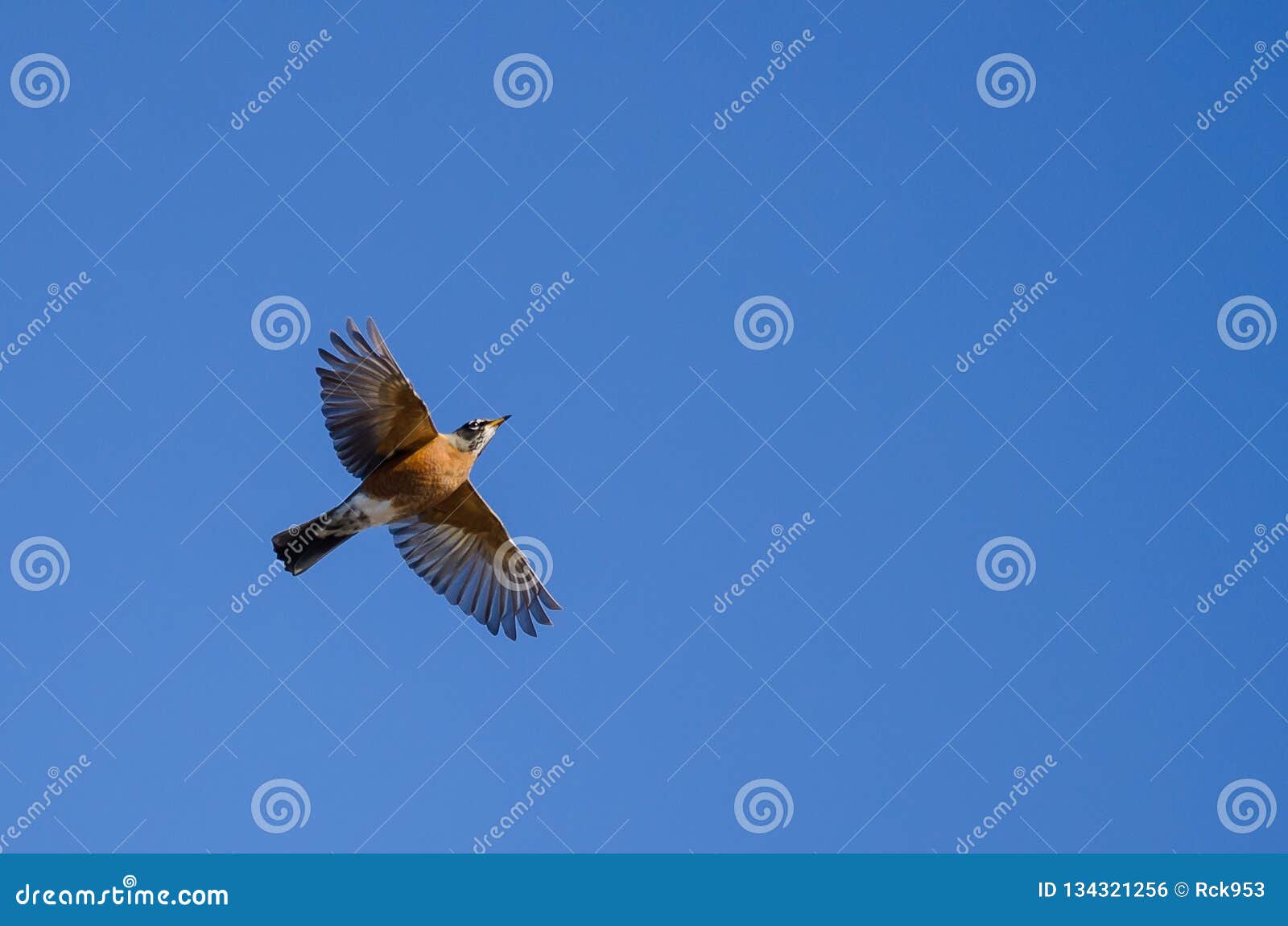 American Robin Flying in a Blue Sky Stock Photo - Image of blue, brown ...
