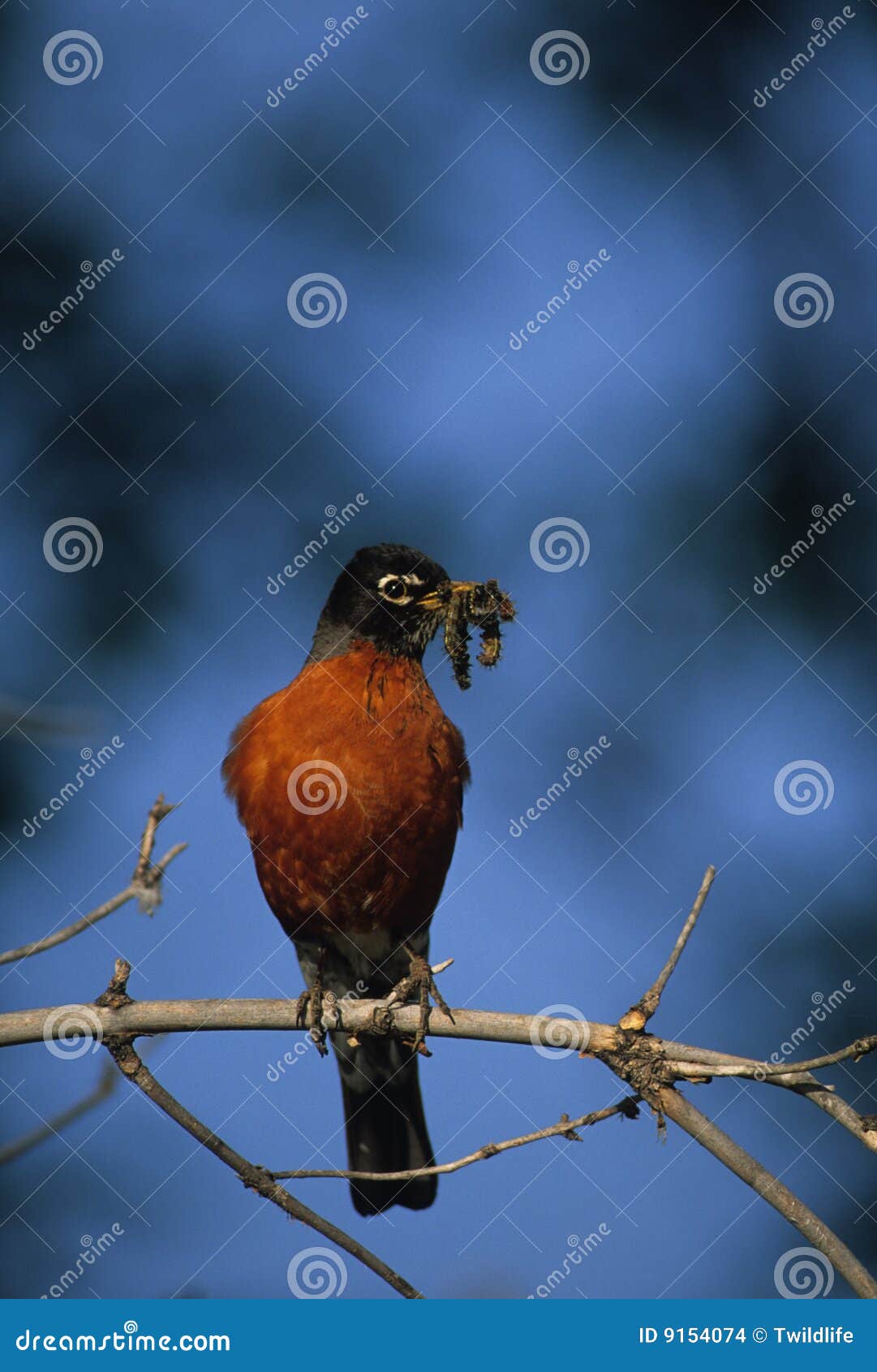 American Robin with Food stock photo. Image of avian, outdoors - 9154074