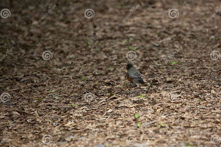 American Robin Foraging stock image. Image of ornithology - 213923985