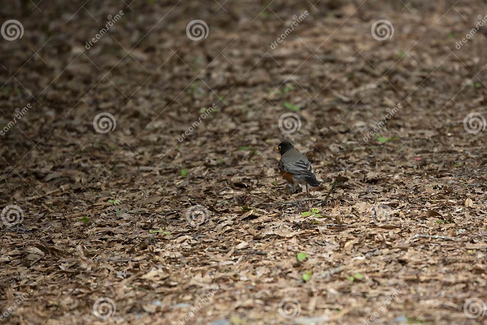 American Robin Foraging stock image. Image of ornithology - 213923985
