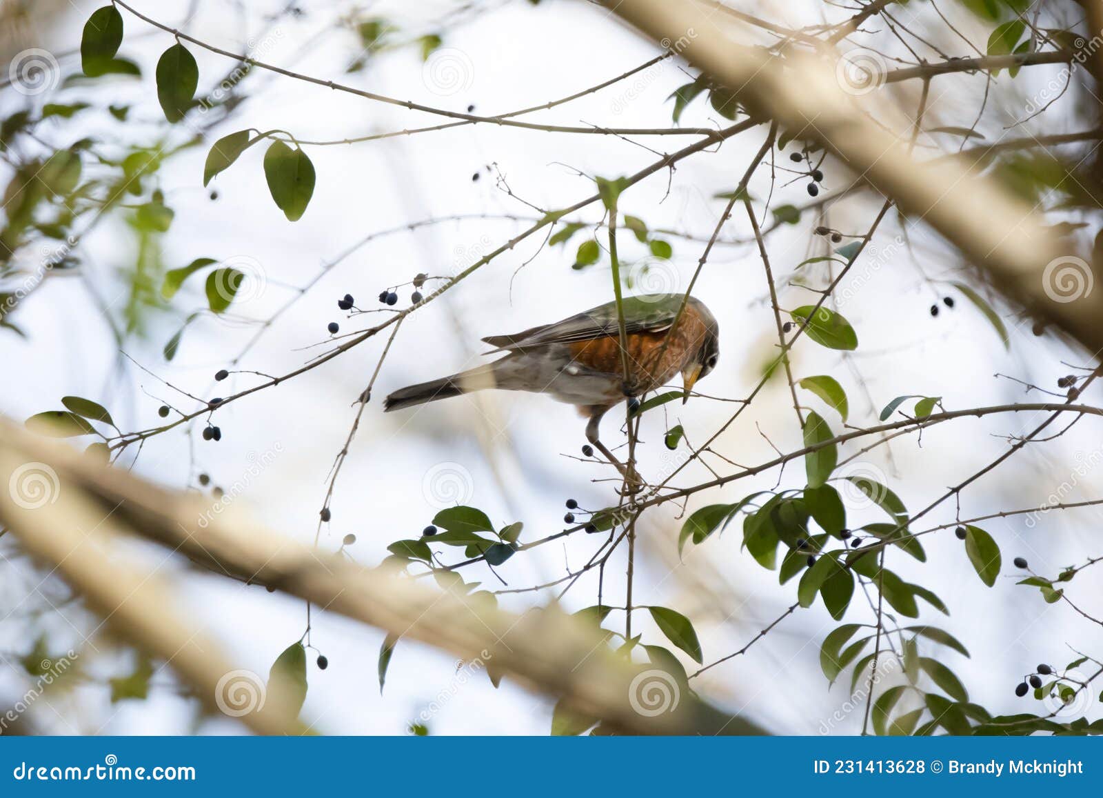 American Robin Foraging stock photo. Image of feather - 231413628