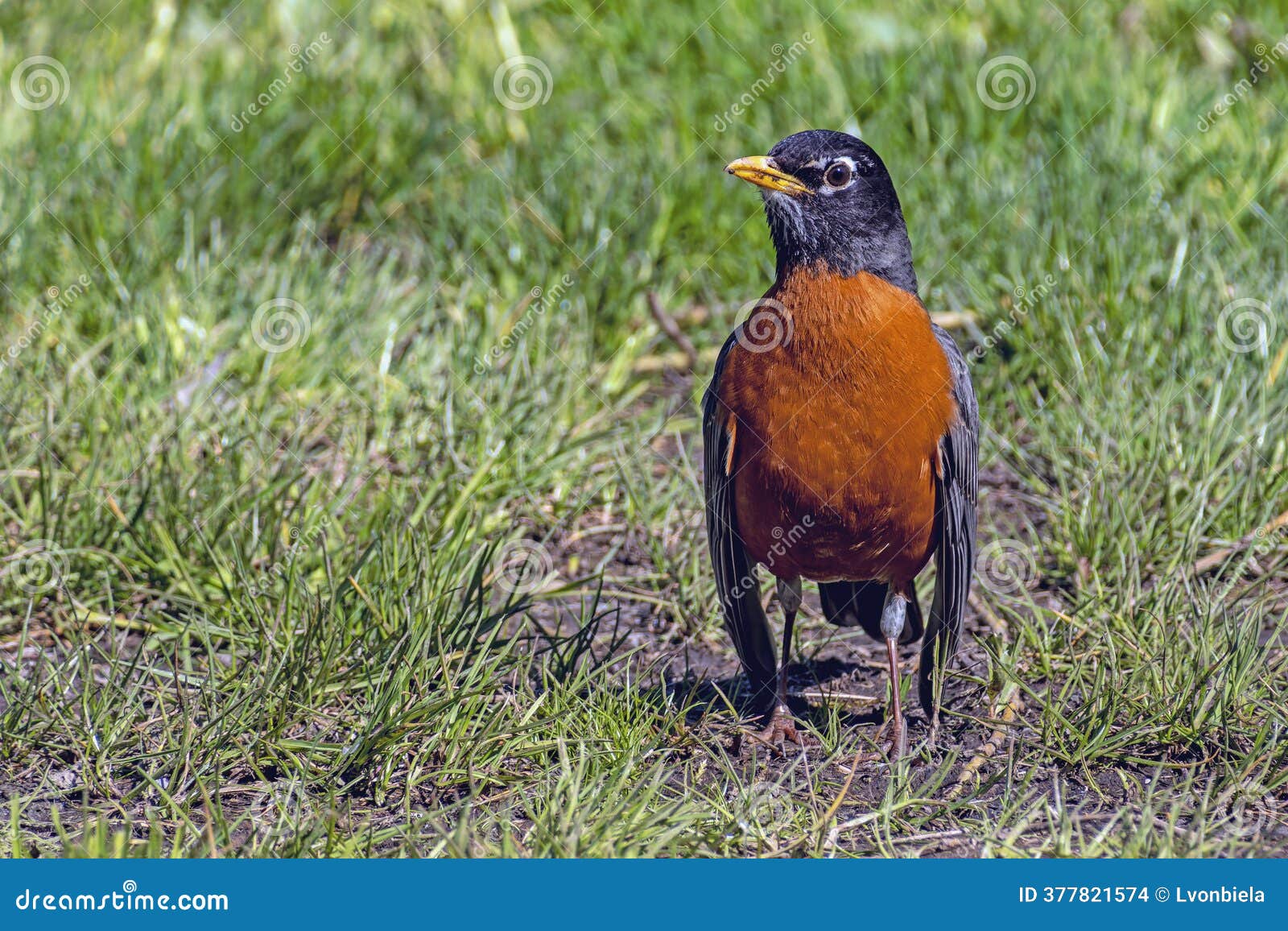 Red, Red Robin In The Grass Stock Photography | CartoonDealer.com #48047870
