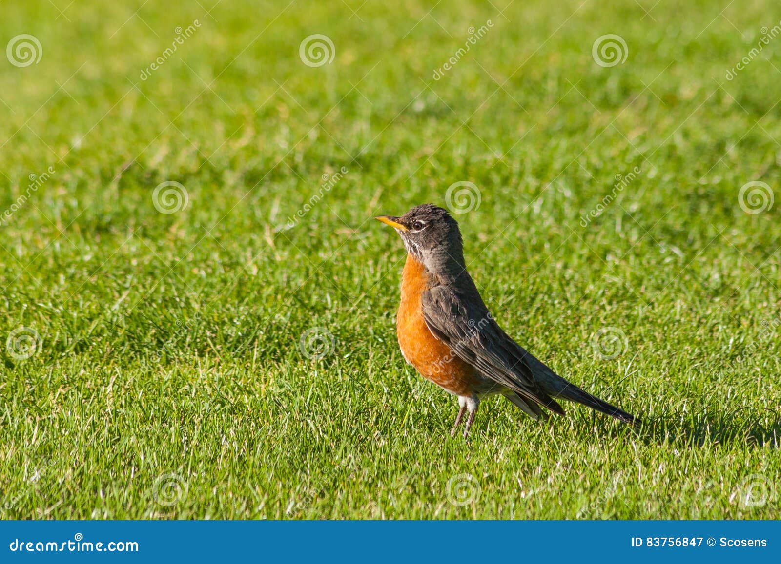 American Robin in Grass stock image. Image of animal - 83756847