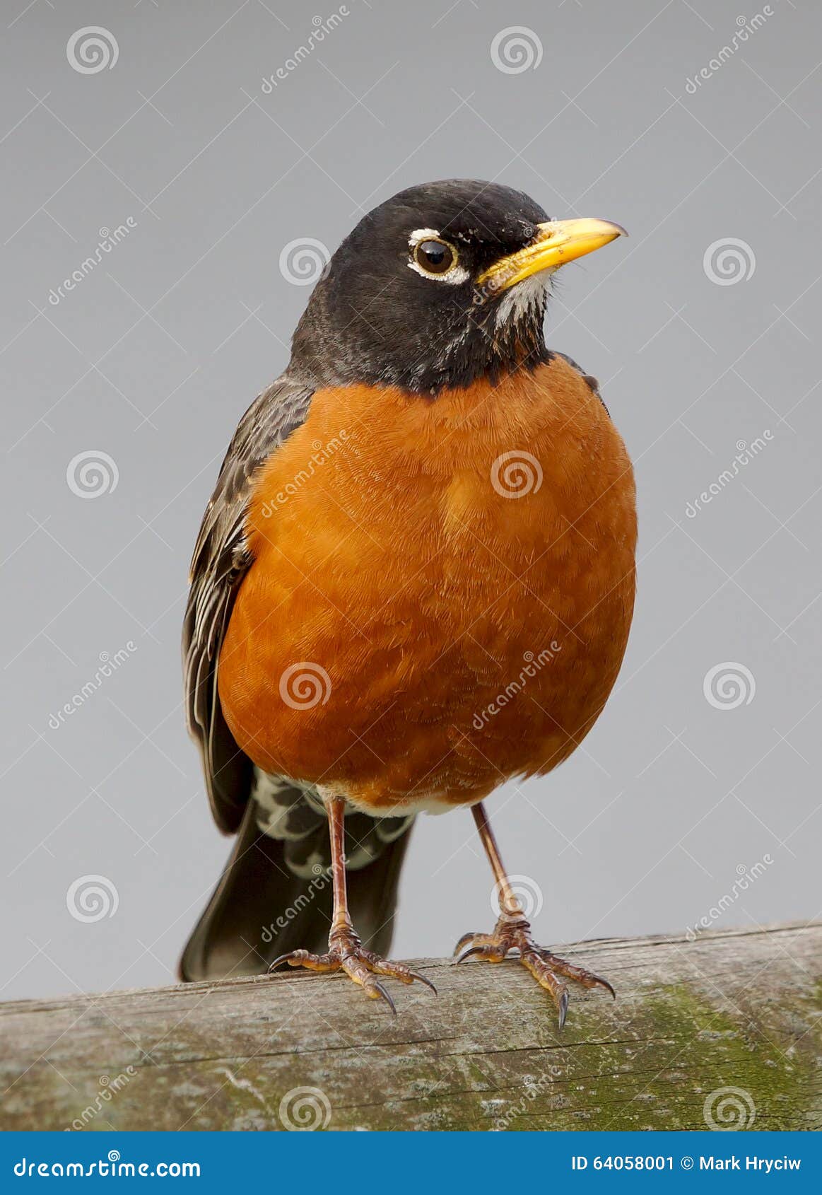 American Robin Bird Eating Winged Insect Stock Photo | CartoonDealer ...