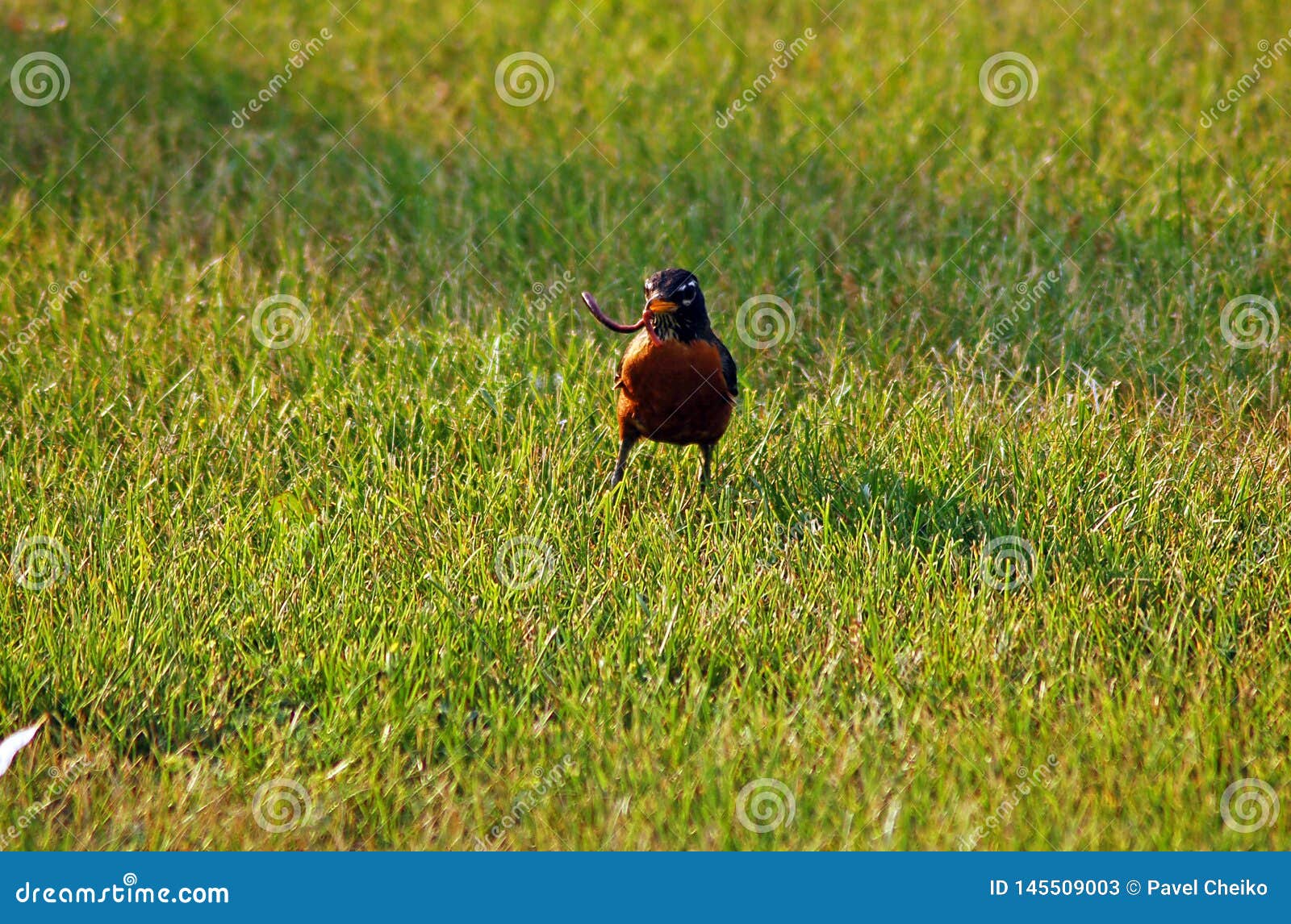American robin stock image. Image of bird, wildlife - 145509003