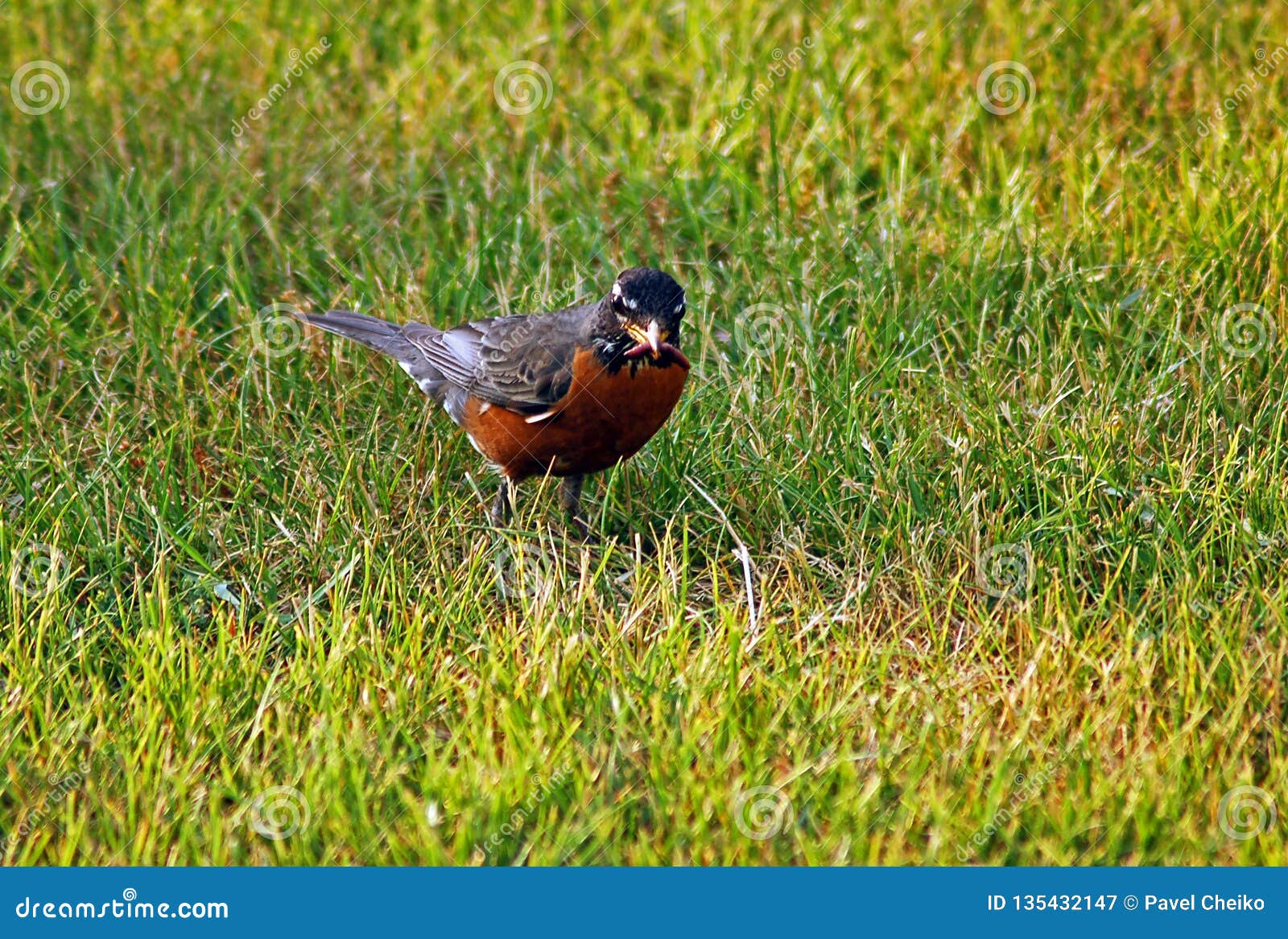 American robin stock image. Image of grass, beauty, worm - 135432147