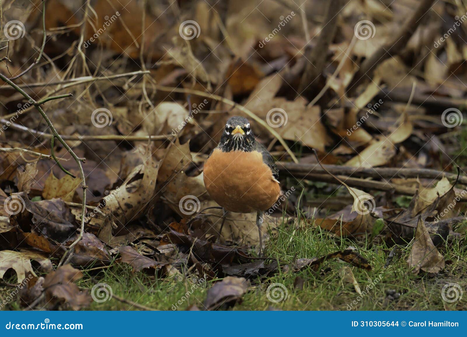 An American Robin on the Ground in Front of Autumn Leaves Stock Photo ...