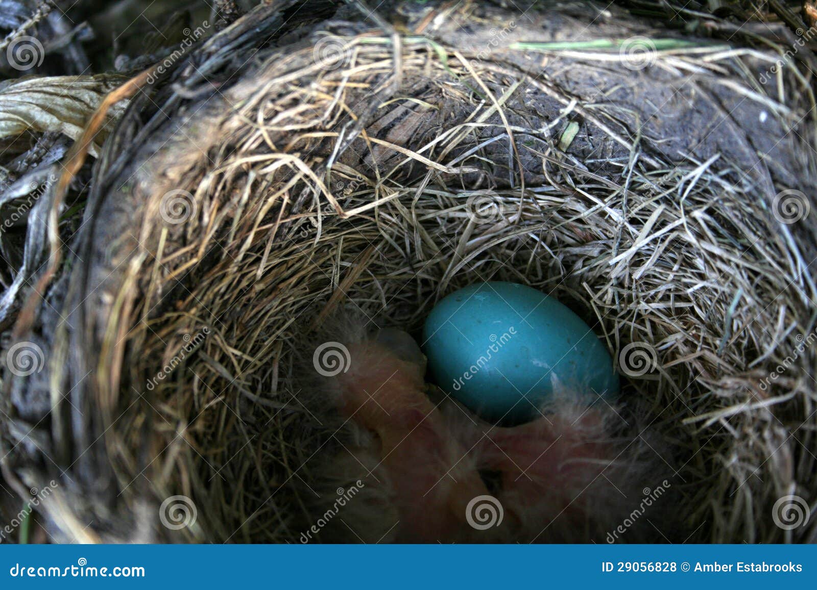 American Robin Hatchlings stock photo. Image of littlefork - 29056828