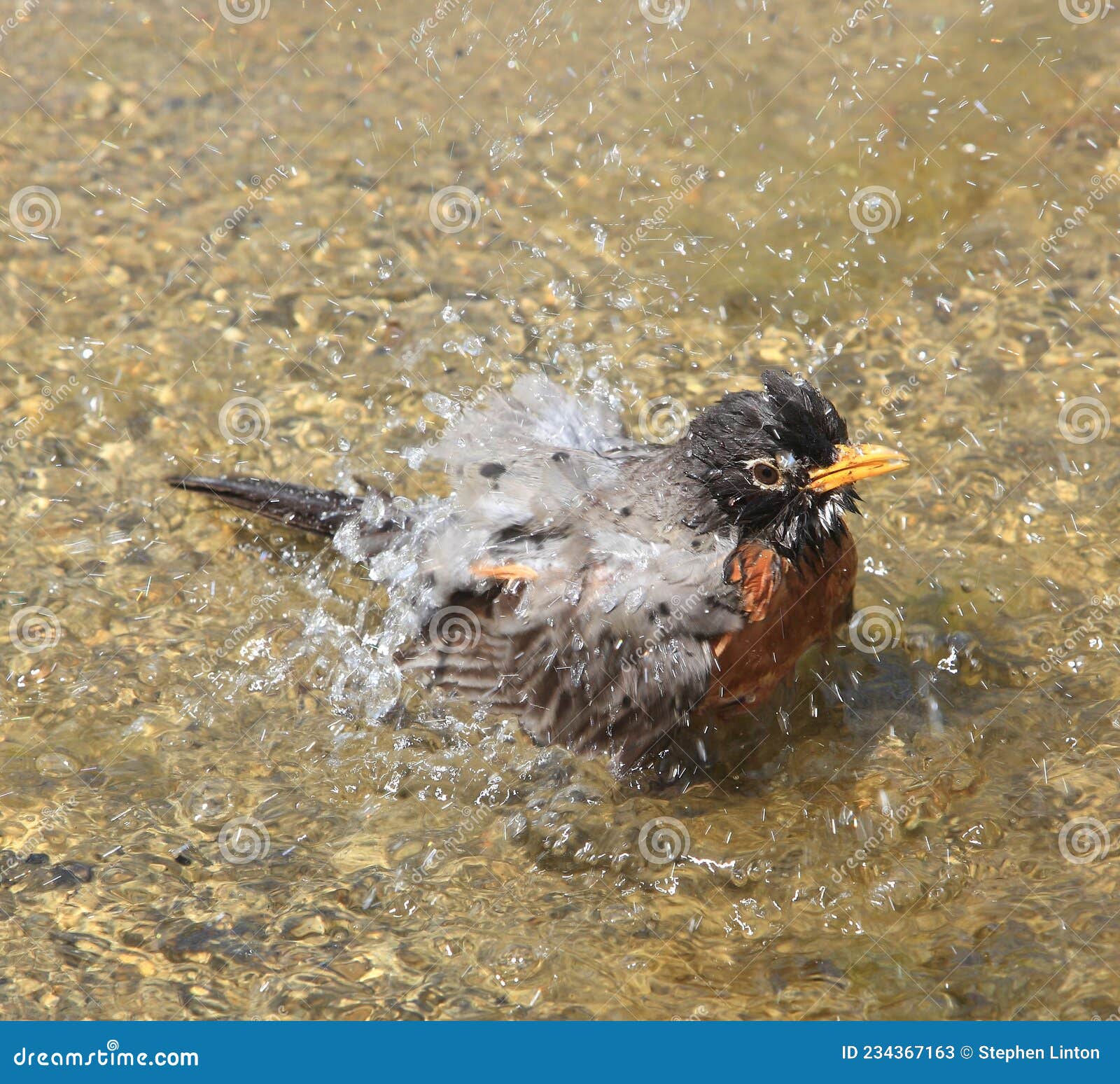 American Robin Taking a Bath Stock Image - Image of bath, wash: 234367163