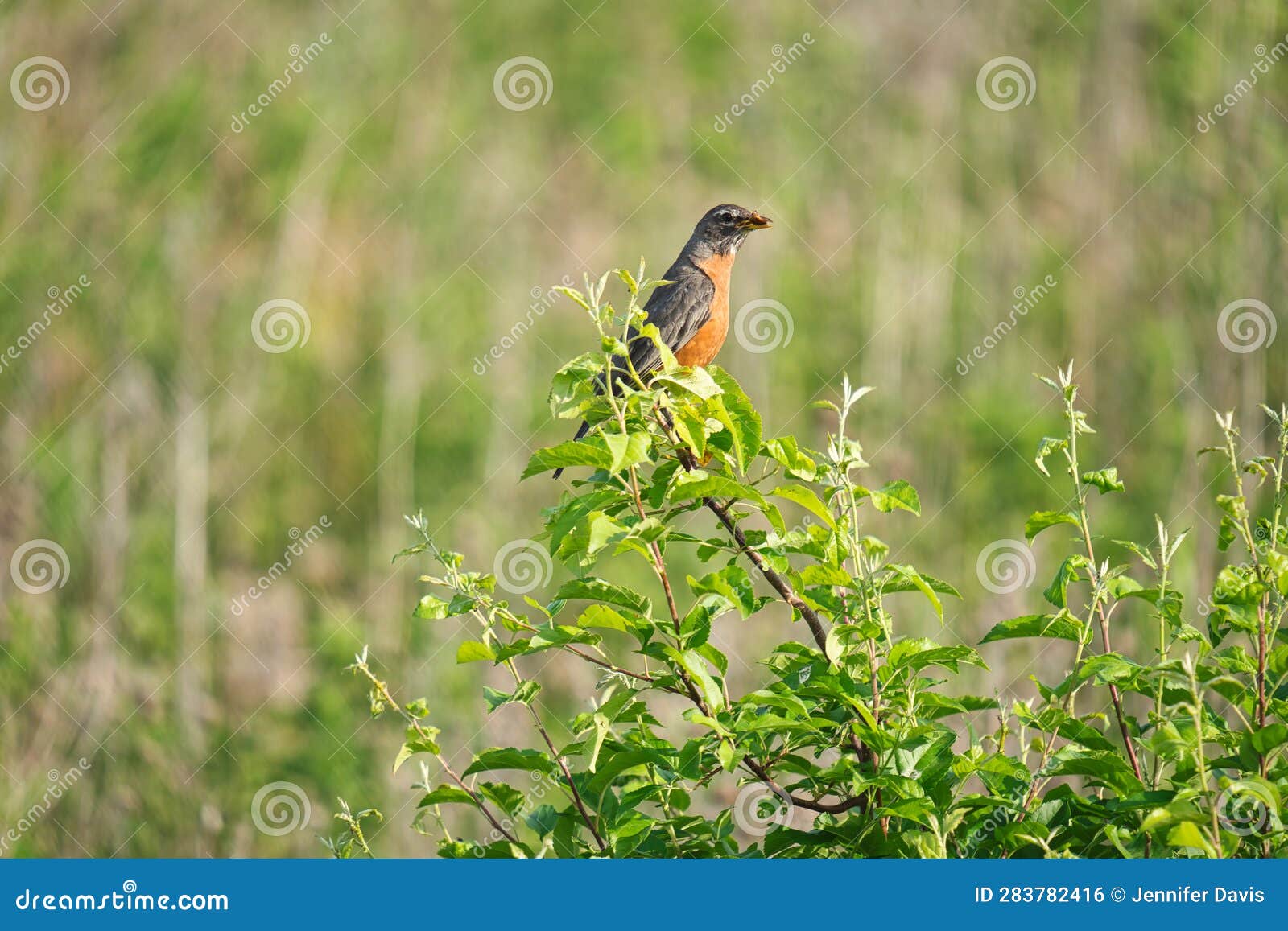 American Robin with an Insect in Its Mouth Perched on a Set of Branches ...