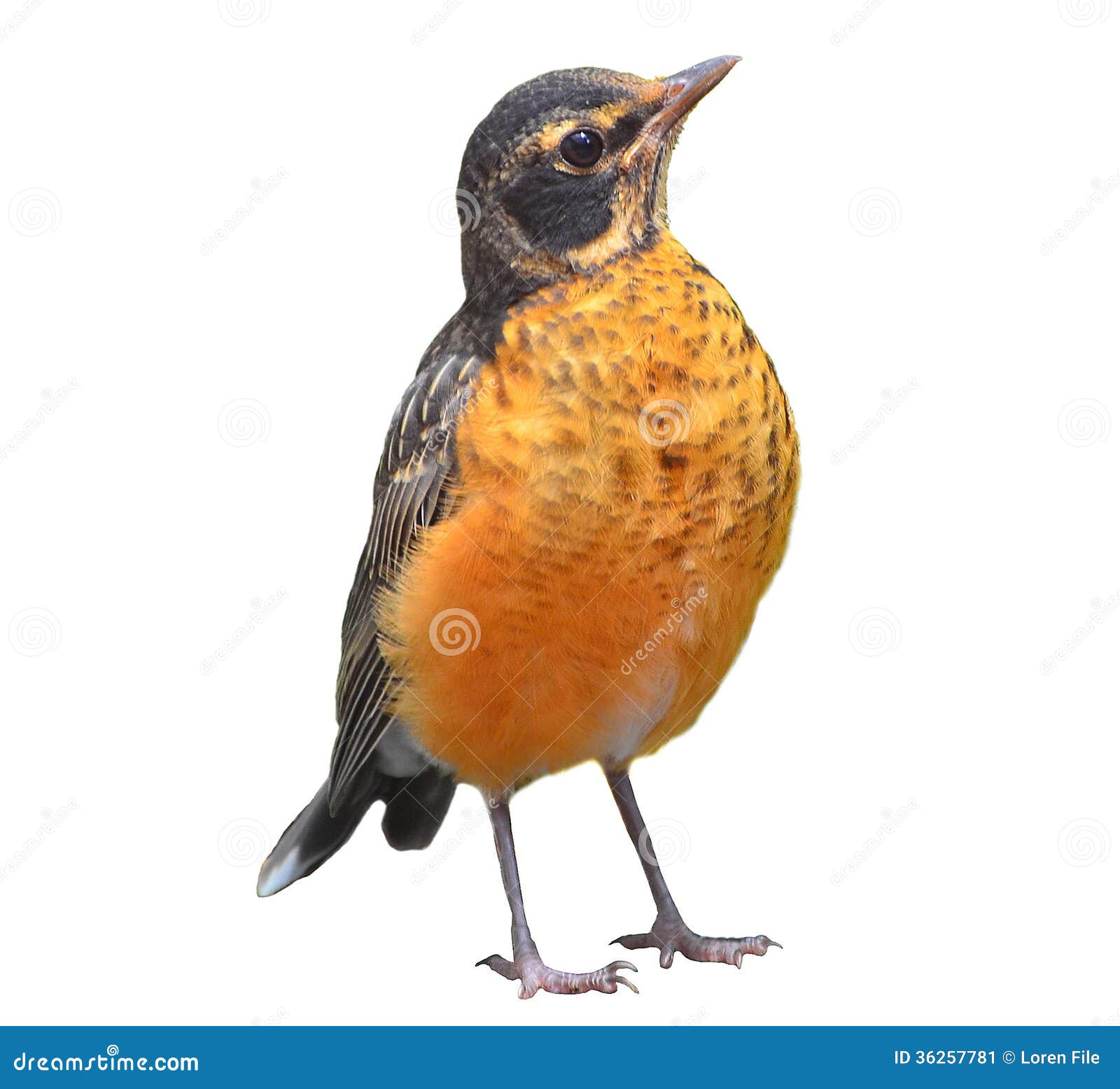 Robin White Background