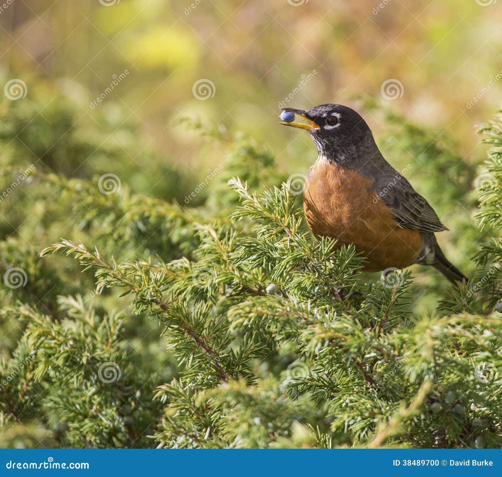 American Robin Bird with Juniper Berry Stock Photo - Image of life ...
