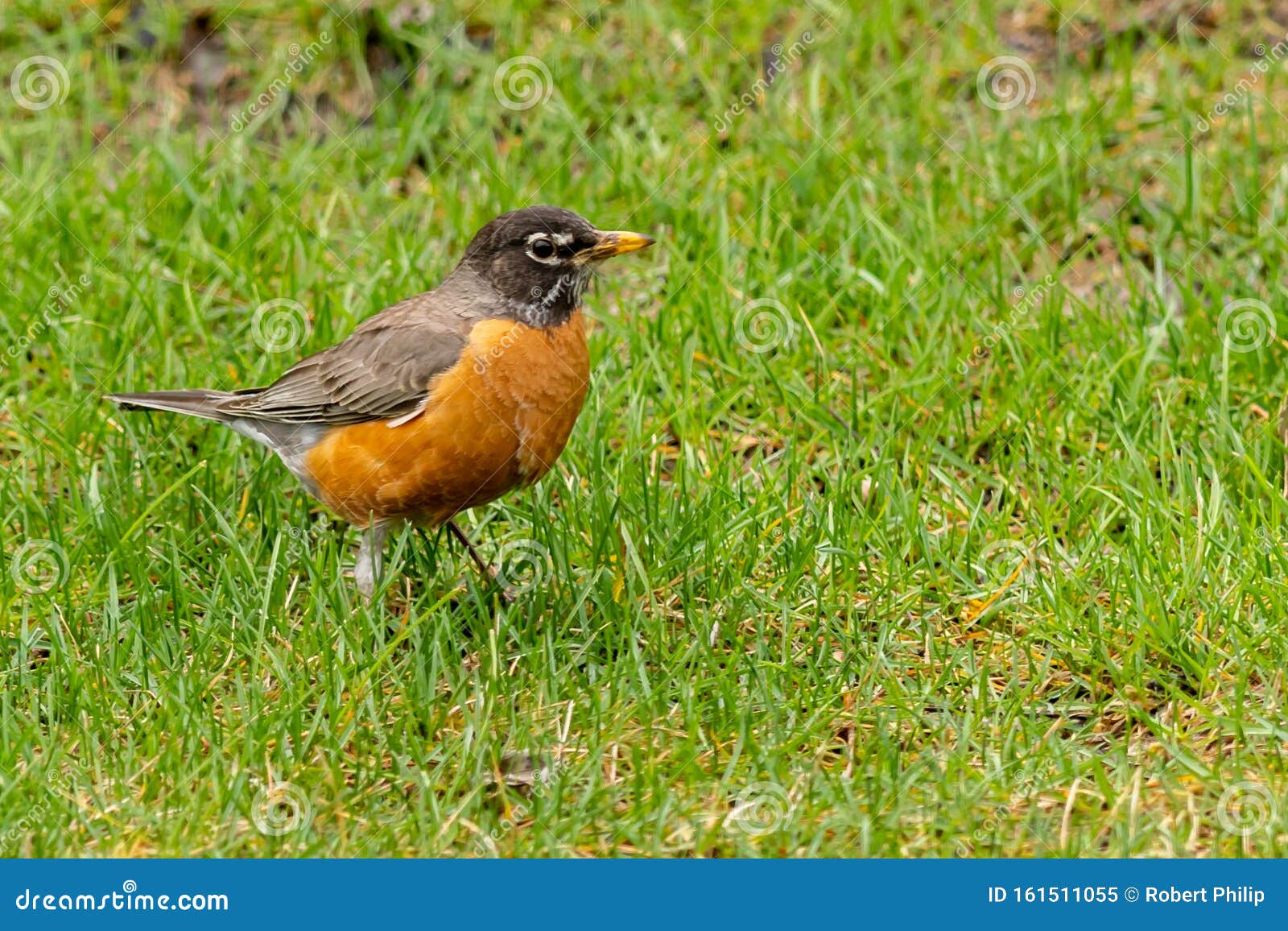 American Robin Looking for Food Stock Image - Image of birds, food ...