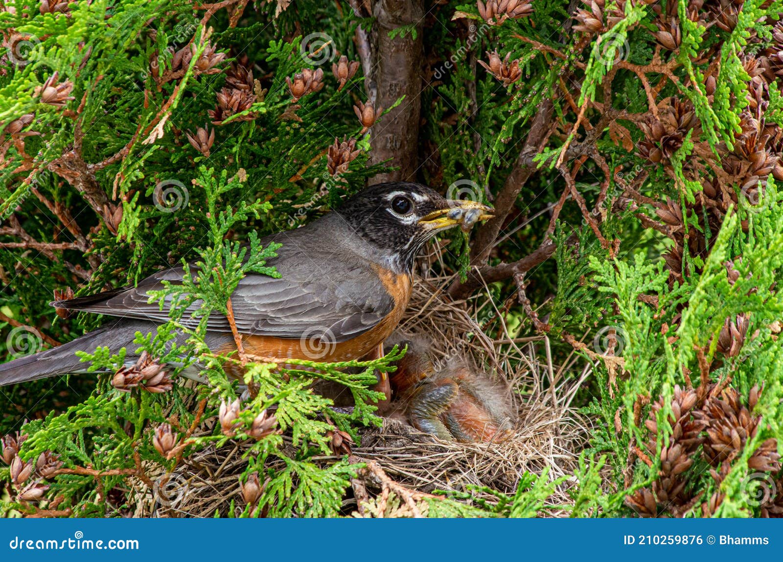 American Robin Nest with Babies with Parent Feeding Stock Photo - Image ...