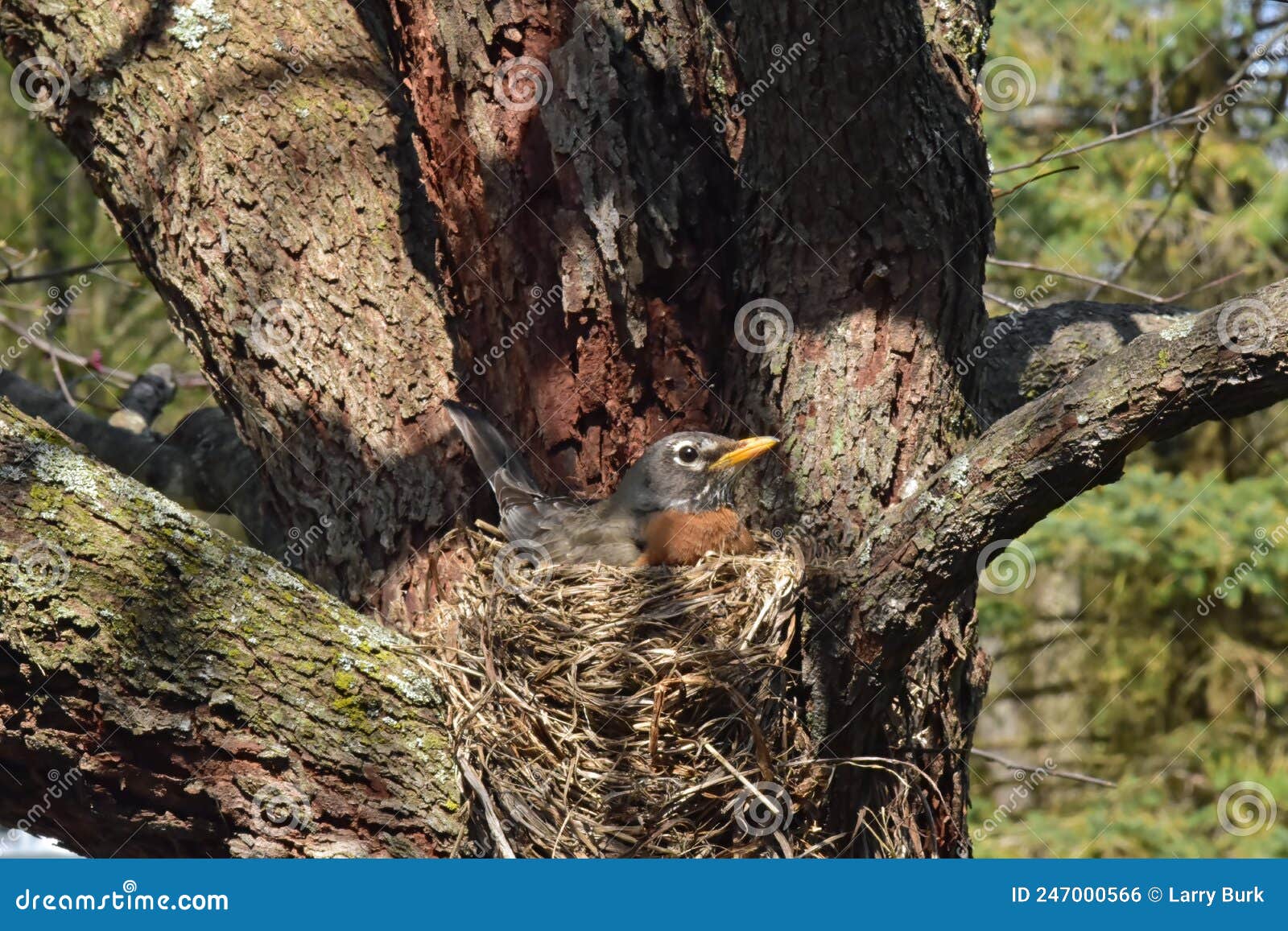 American Robin Nesting in Redbud Stock Photo - Image of southern, robin ...