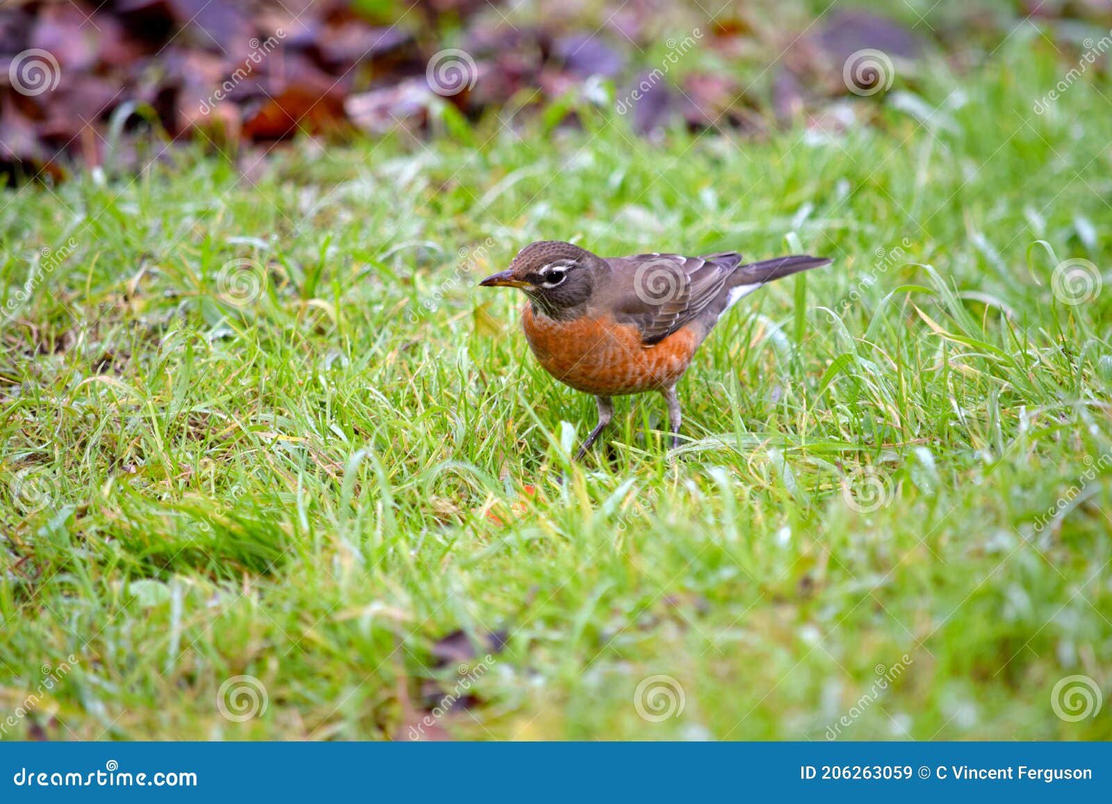 9American Robin Orange Breasted Bird 09 Stock Image - Image of eating ...