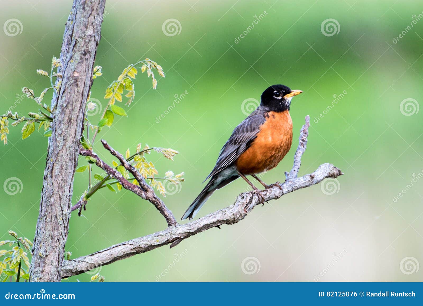 American Robin stock photo. Image of leaves, robin, orange - 82125076