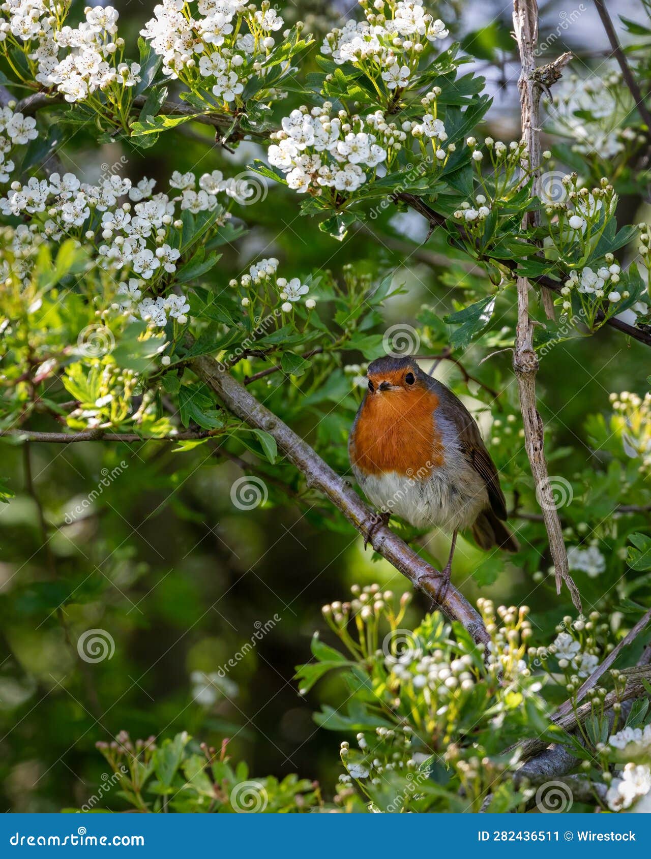 American Robin Perched on the Branch of a Blossom Tree Stock Image ...