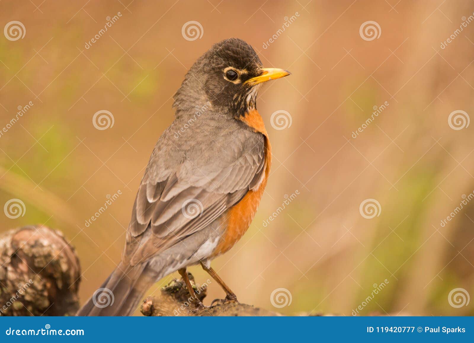 American Robin stock image. Image of wisconsin, wildlife - 119420777