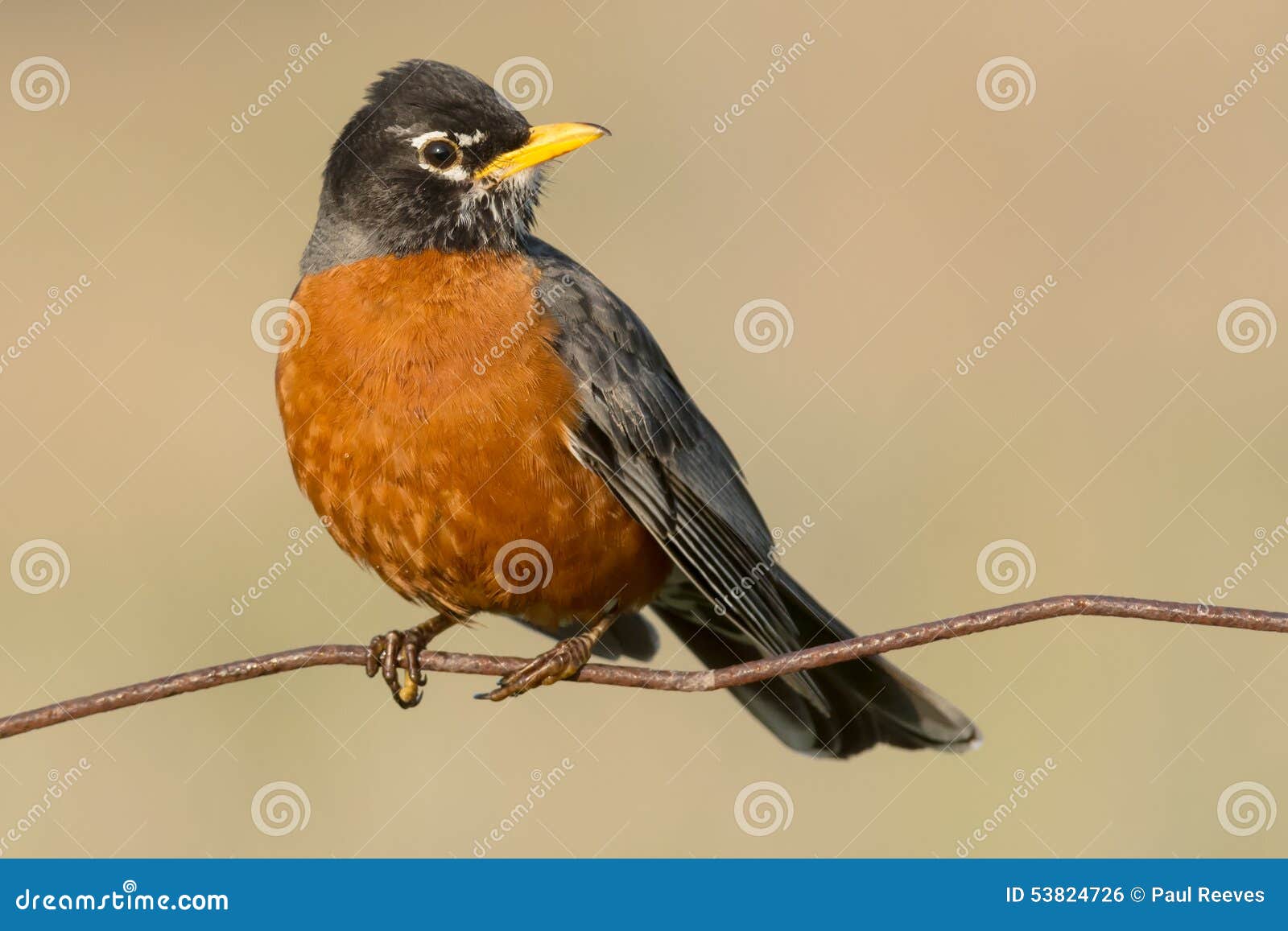 American Robin - Turdus Migratorius Stock Photo - Image of north ...