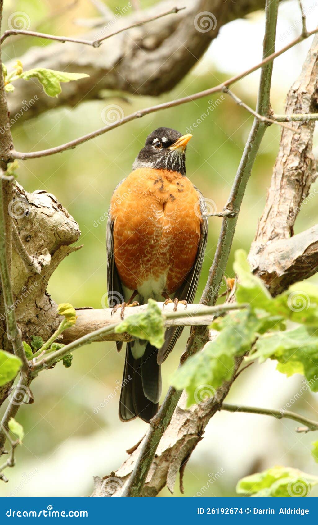 Robin In Tree Royalty-Free Stock Image | CartoonDealer.com #25254502