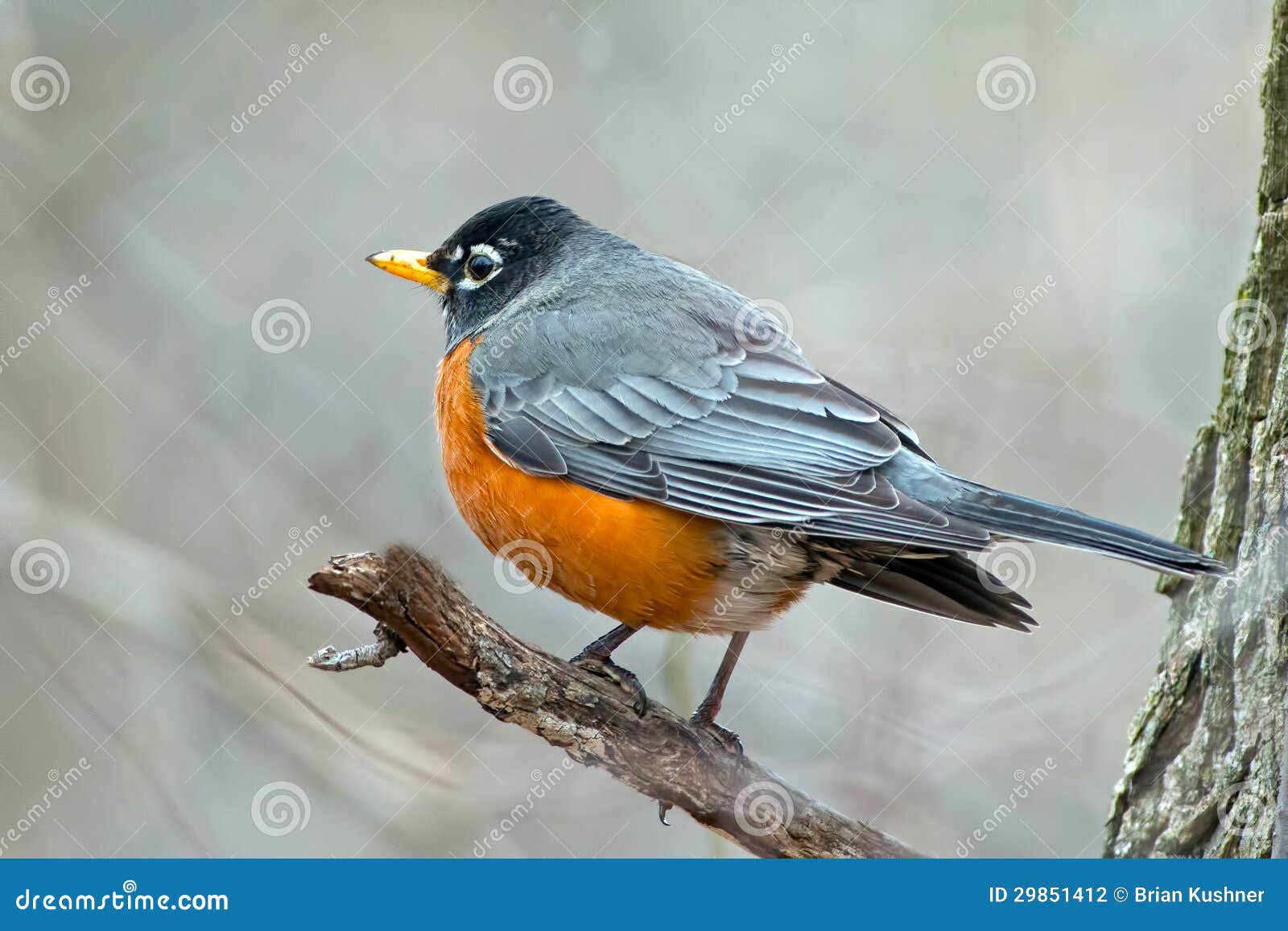 American Robin stock photo. Image of birds, avian, common - 29851412