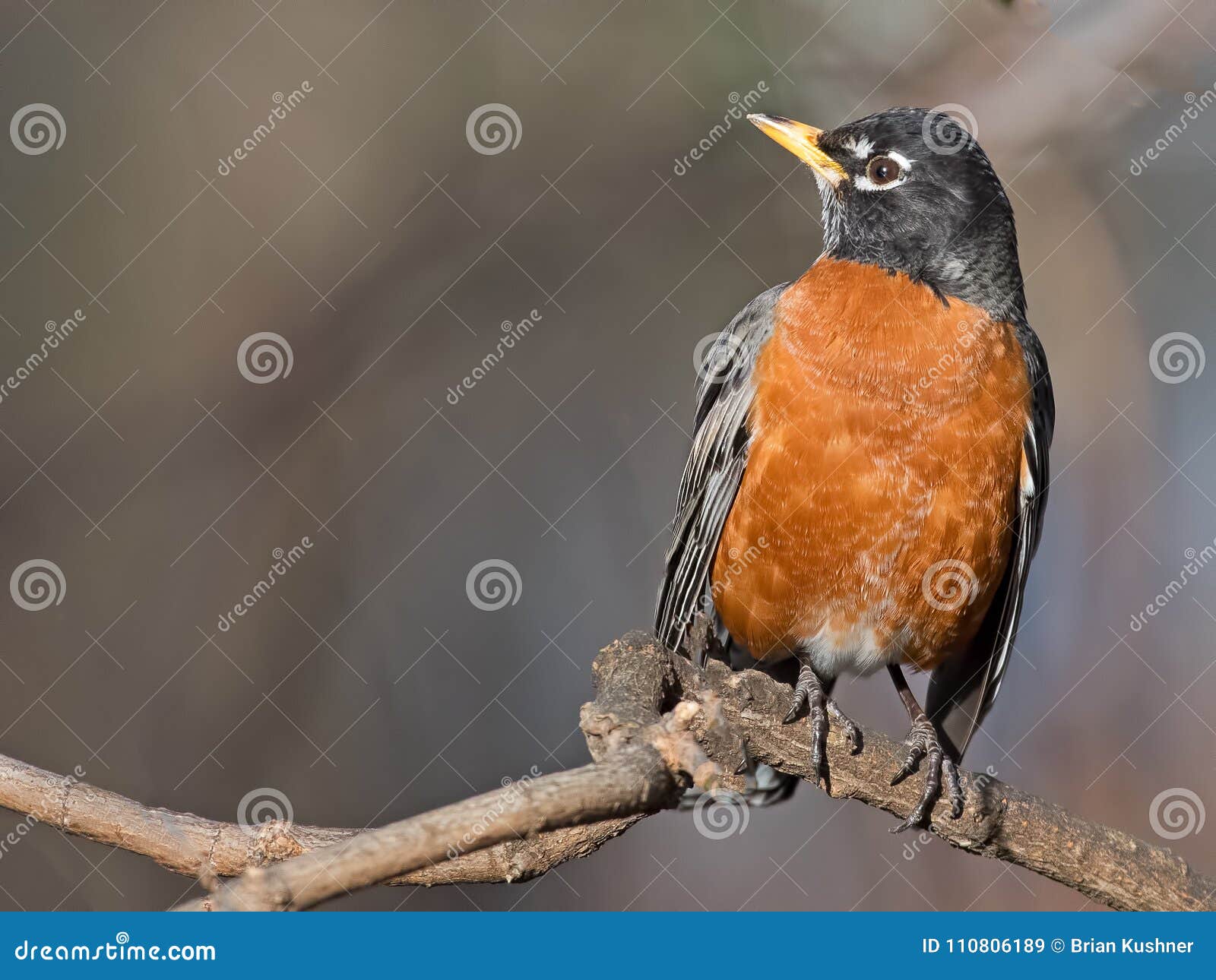 American Robin stock image. Image of avian, redbreast - 110806189