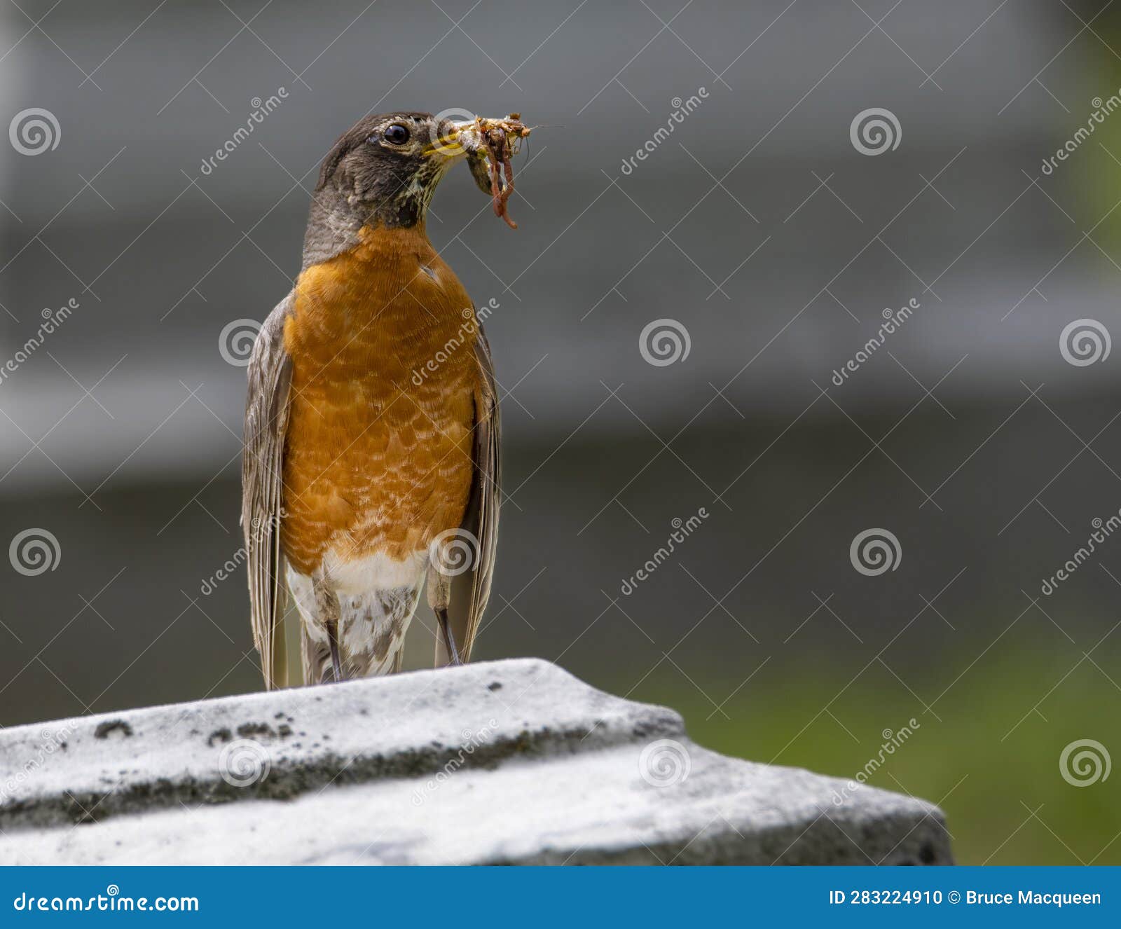 American Robin Perched stock photo. Image of american - 283224910