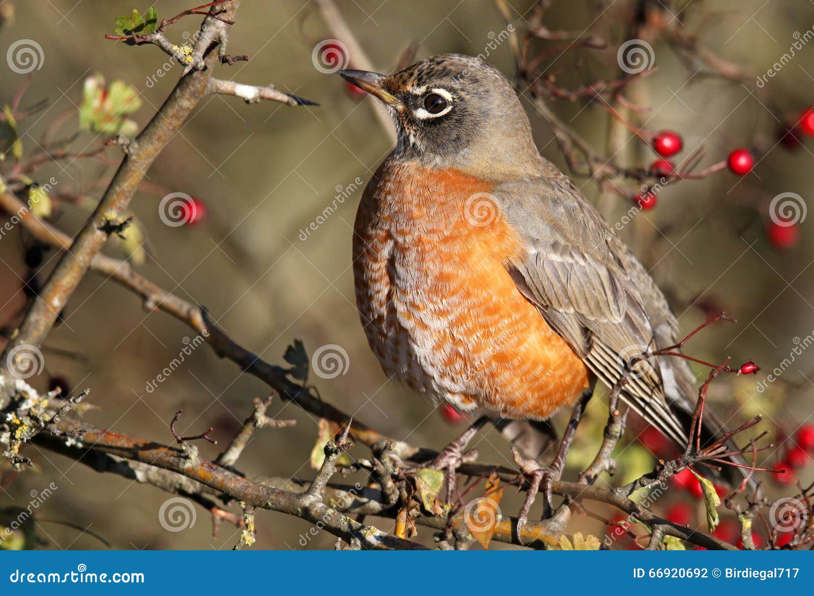 American Robin Perched in a Tree with Red Berries, British Columbia ...