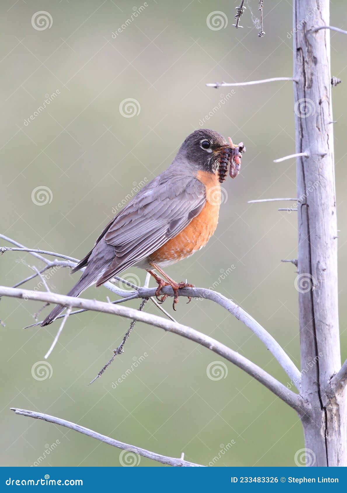 American Robin and Worm stock photo. Image of color - 233483326