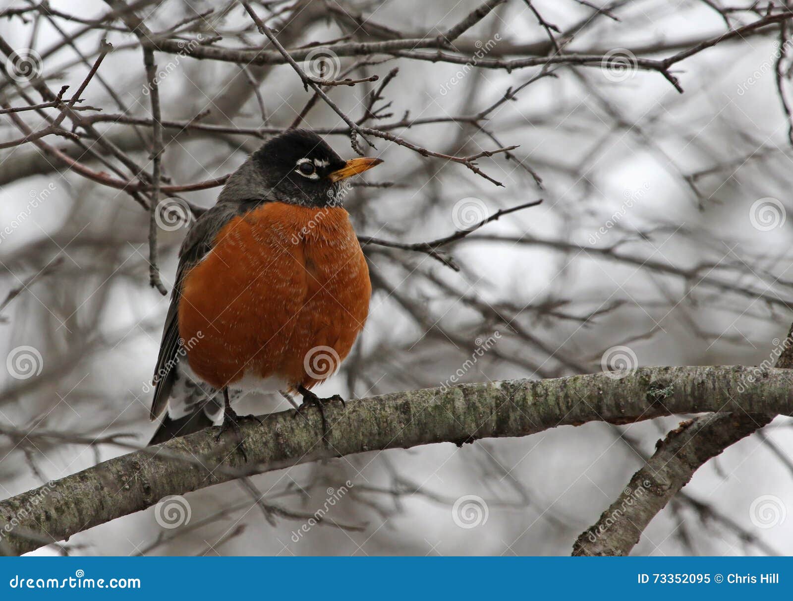 American Robin Perched stock image. Image of branch, perch - 73352095