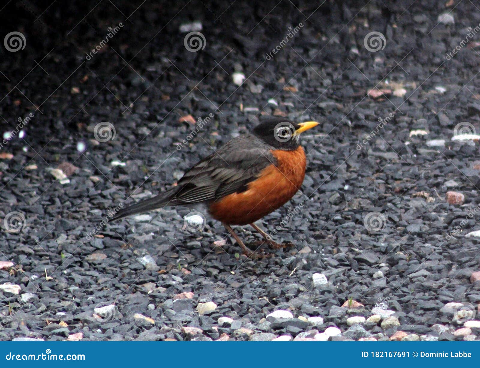 American Robin stock image. Image of outdoor, bird, feathers - 182167691
