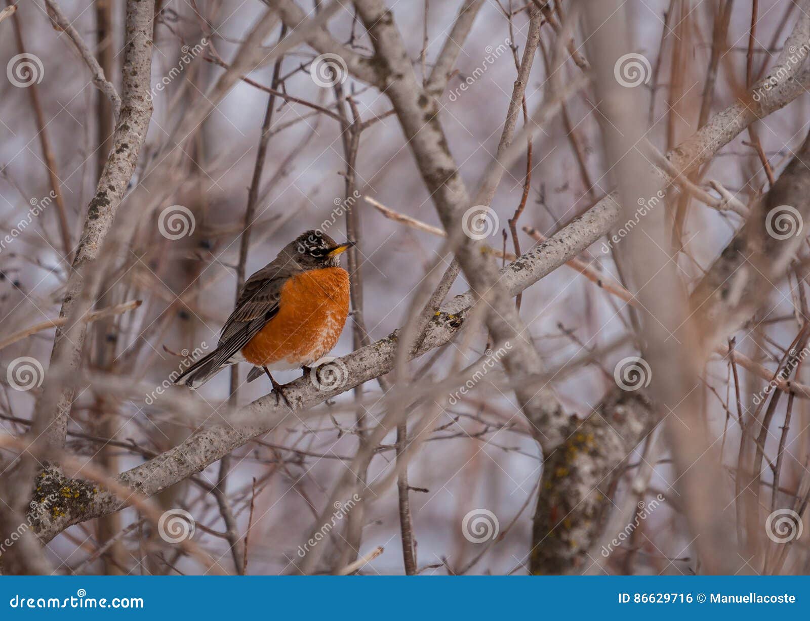 American Robin Resting on a Branch in Winter. Stock Photo - Image of ...