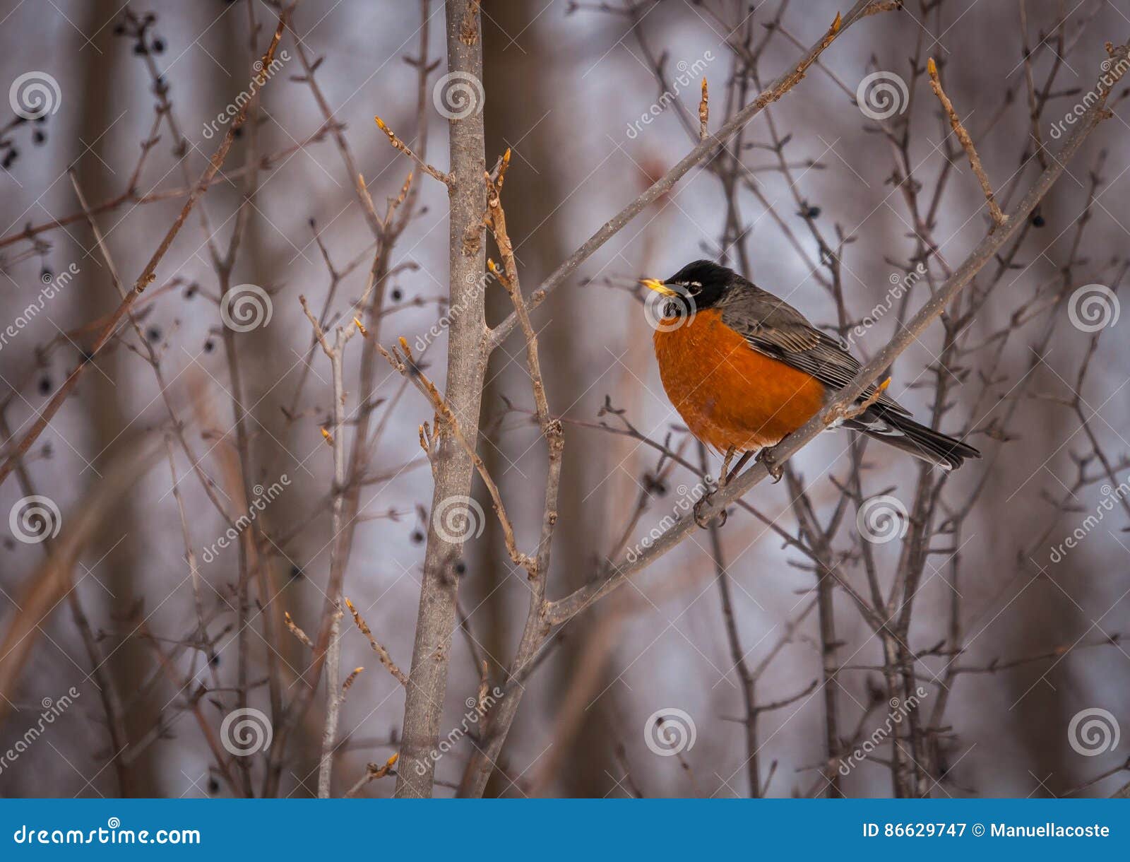 American Robin Resting on a Branch in Winter. Stock Image - Image of ...