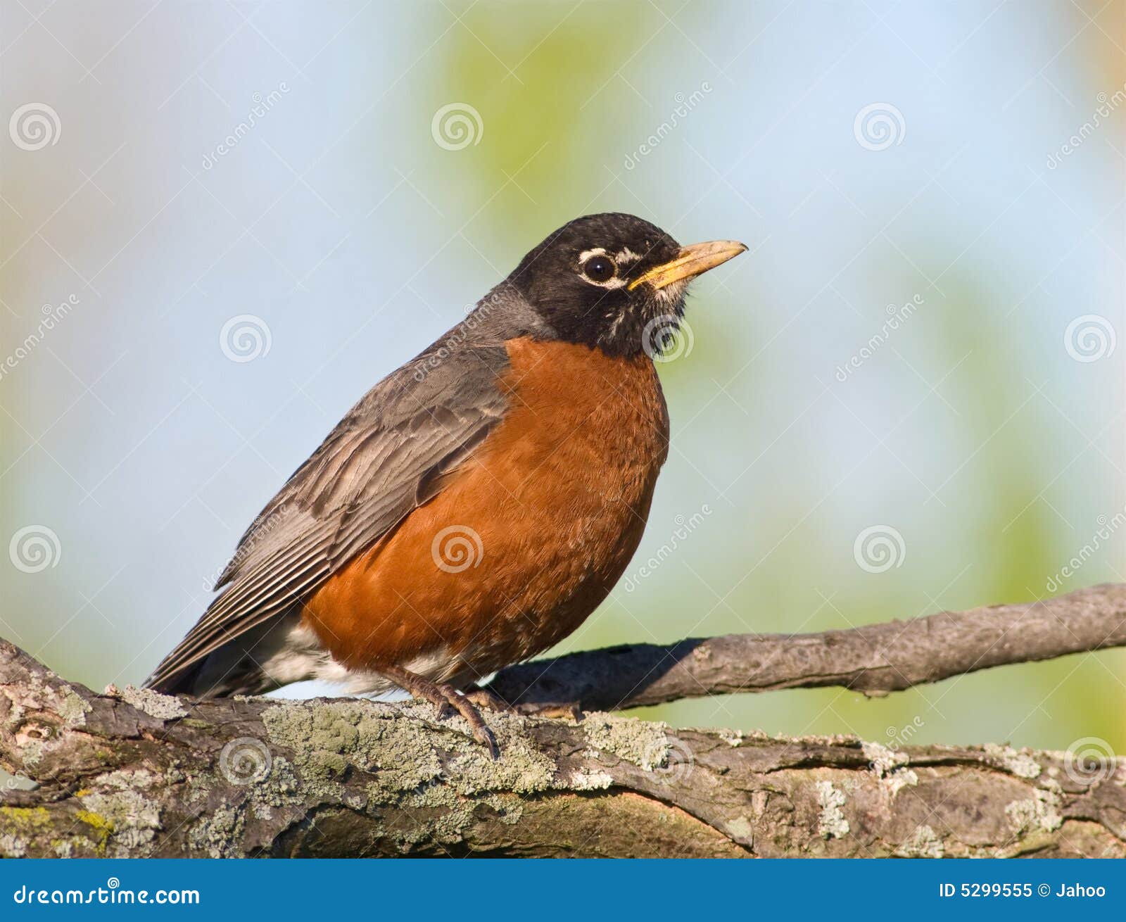 American Robin Resting on a Large Branch Stock Image - Image of resting ...
