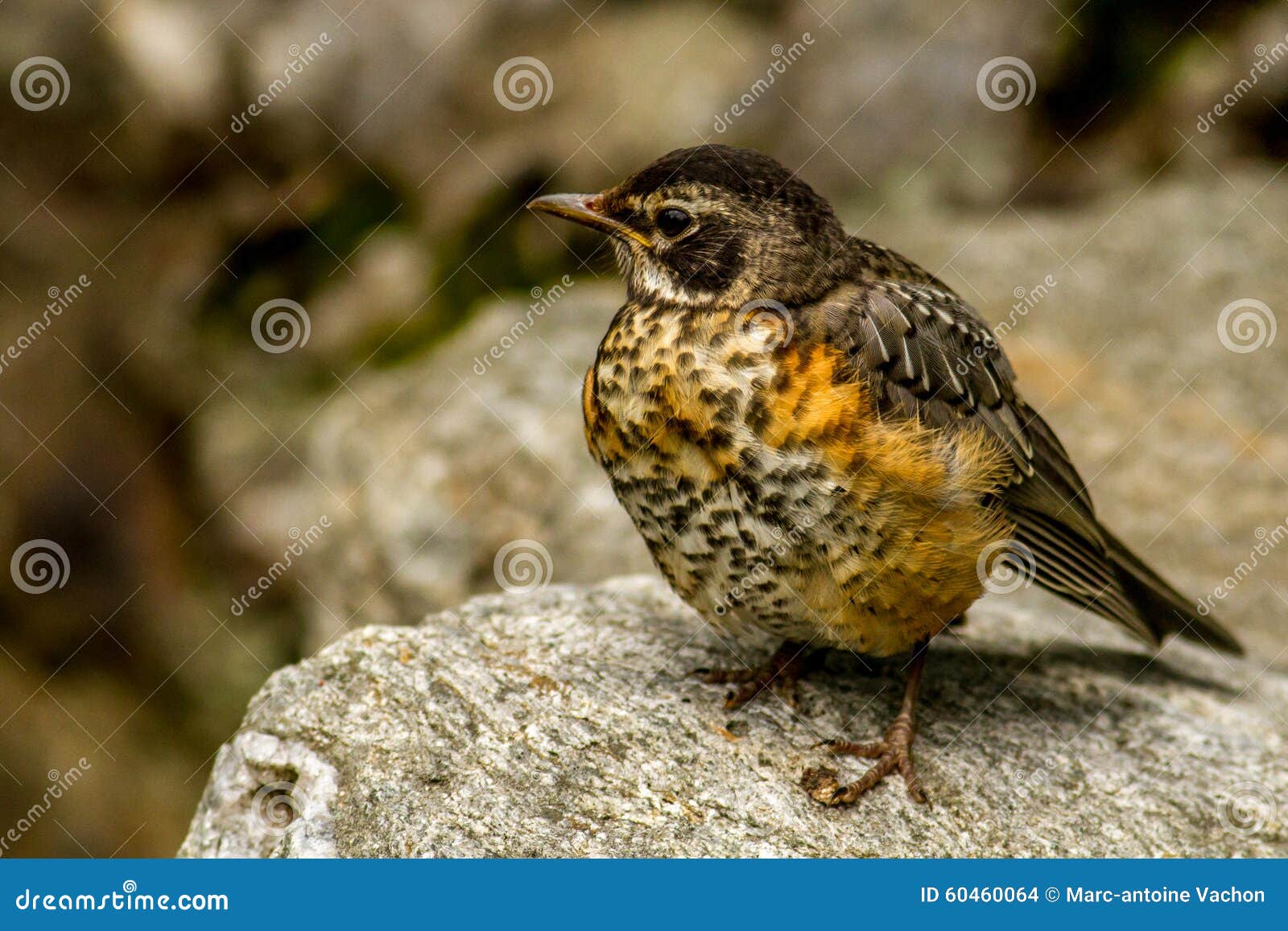 American Robin on a rock stock photo. Image of wildlife - 60460064