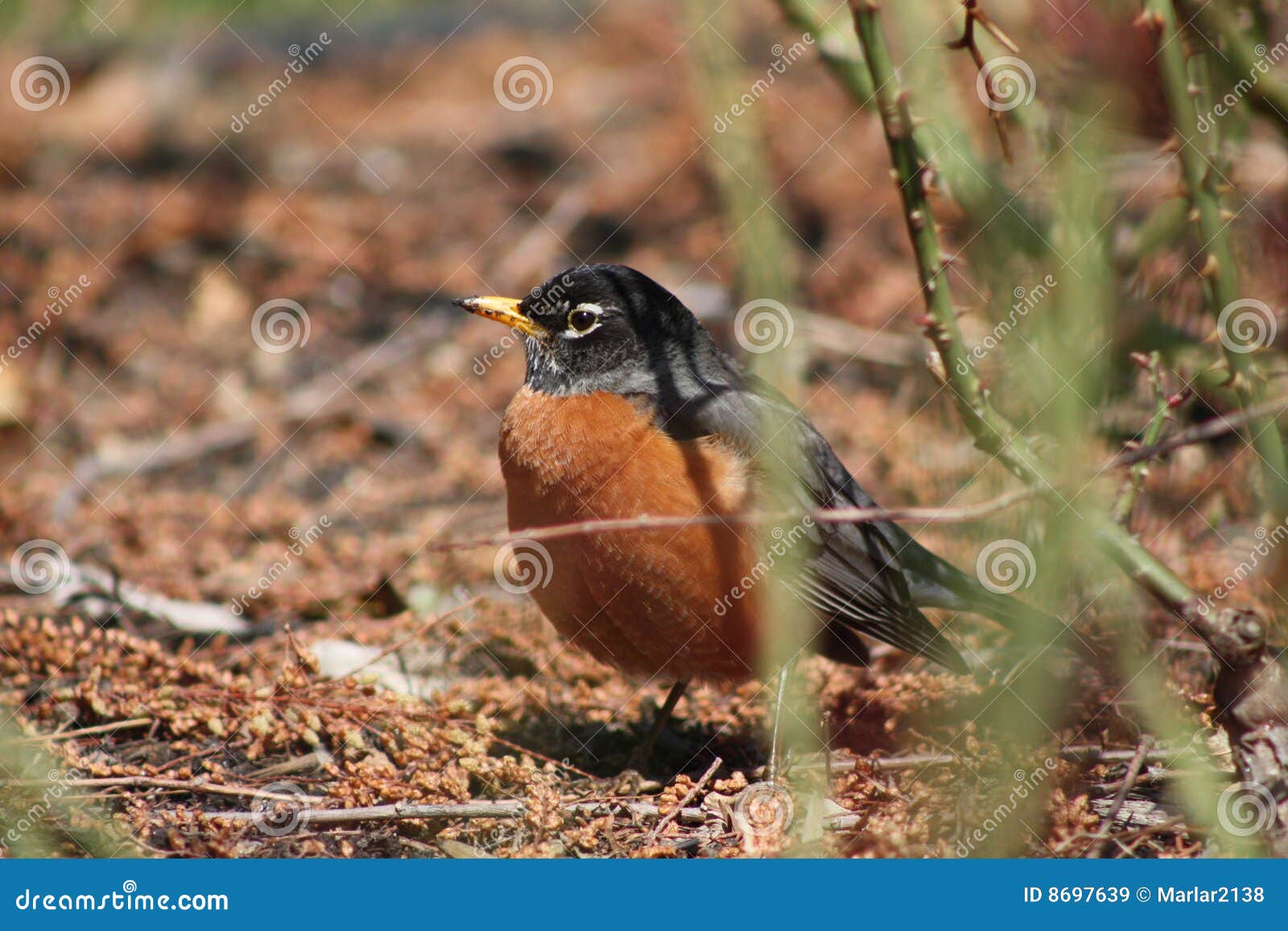 American Robin in Rose Garden Stock Image - Image of tree, brookside ...