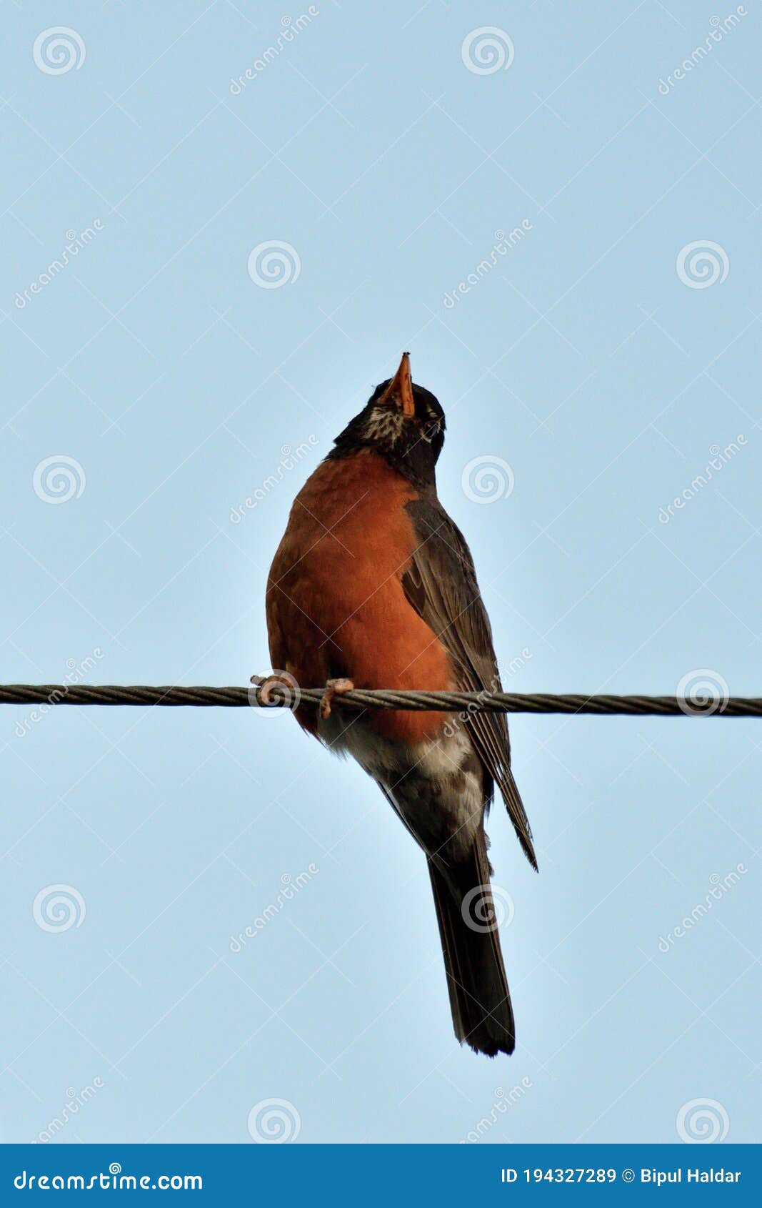 An American Robin on the Wire Stock Image - Image of branch, territory ...