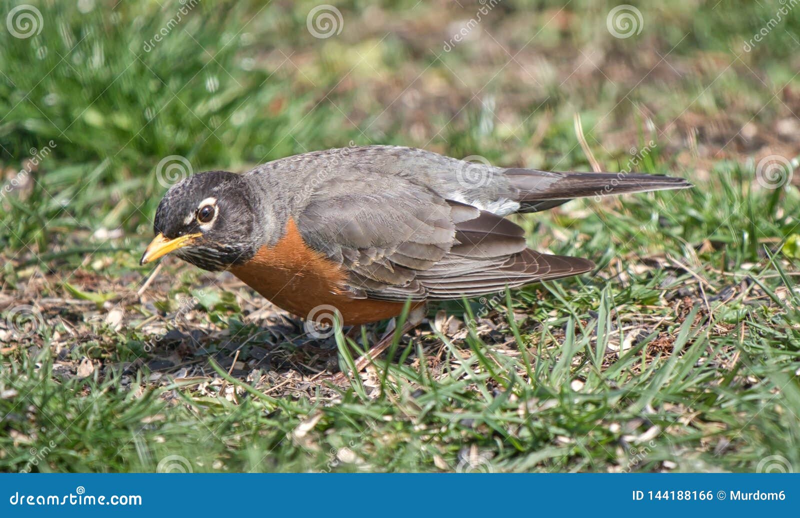 American Robin Searching for Food Stock Photo - Image of detailed ...