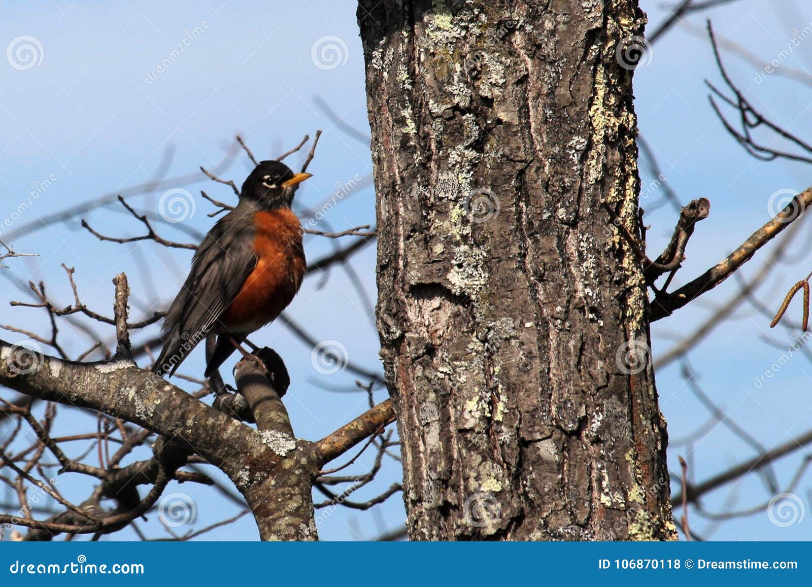 American Robin Perched on a Branch Stock Photo - Image of animal, early ...