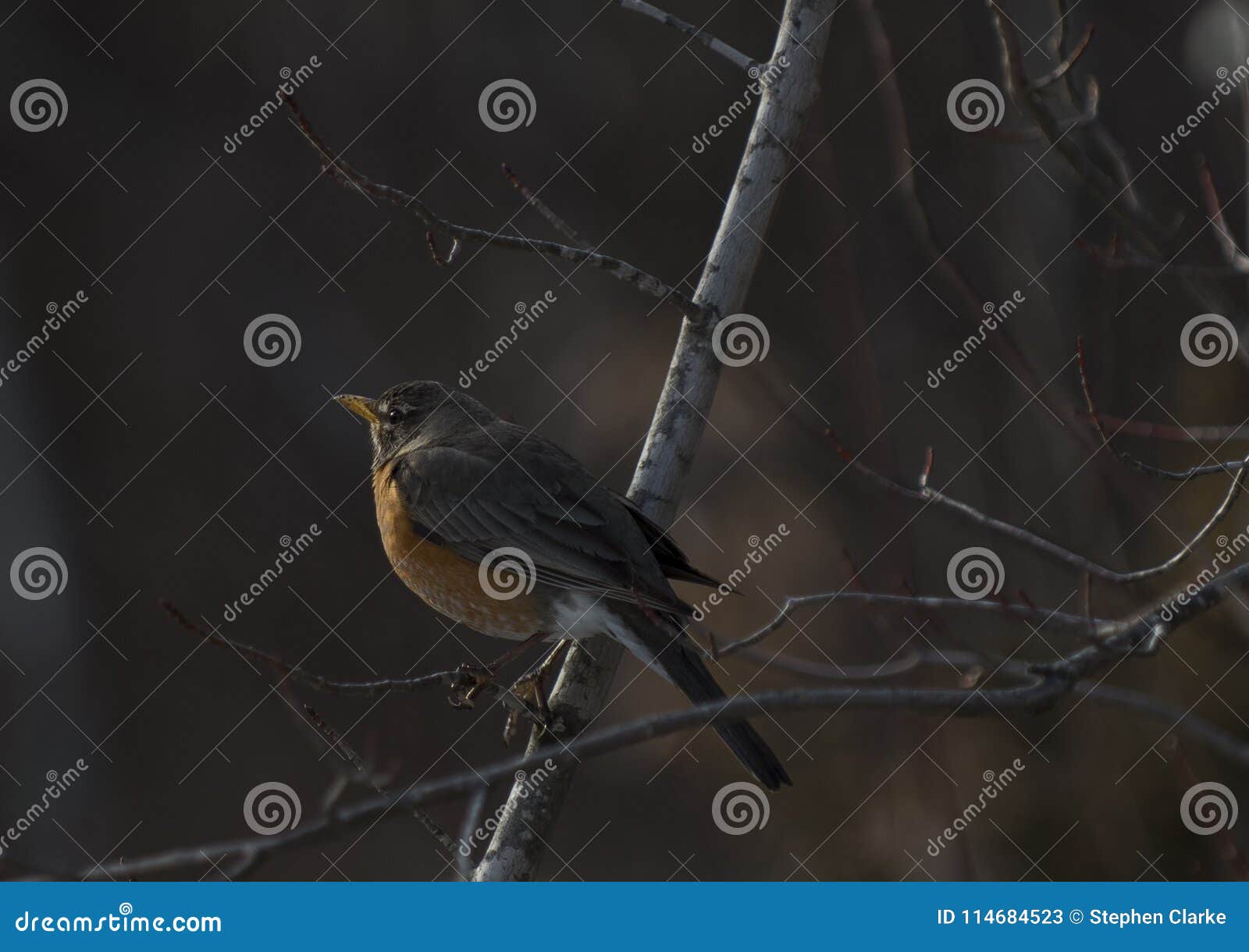 American Robin Sitting on Bare Branch Stock Image - Image of wildlife ...
